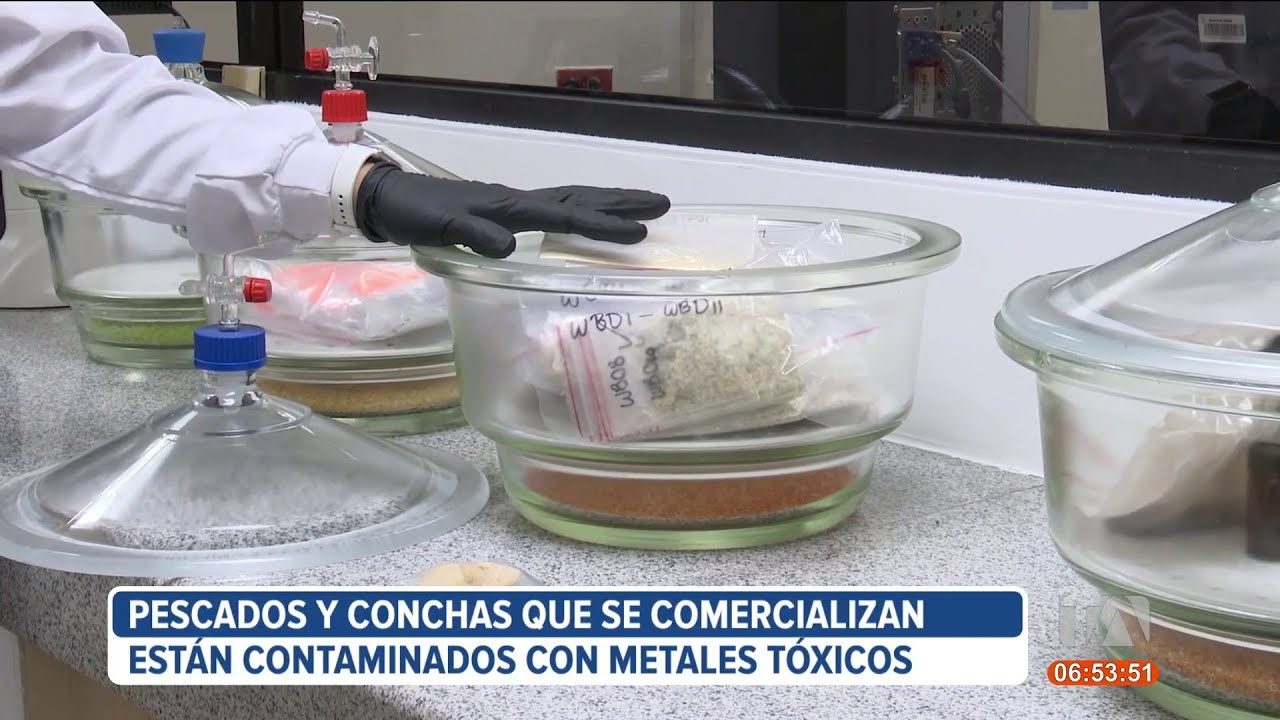 Estudio alerta sobre contaminación de mariscos con metales tóxicos ...