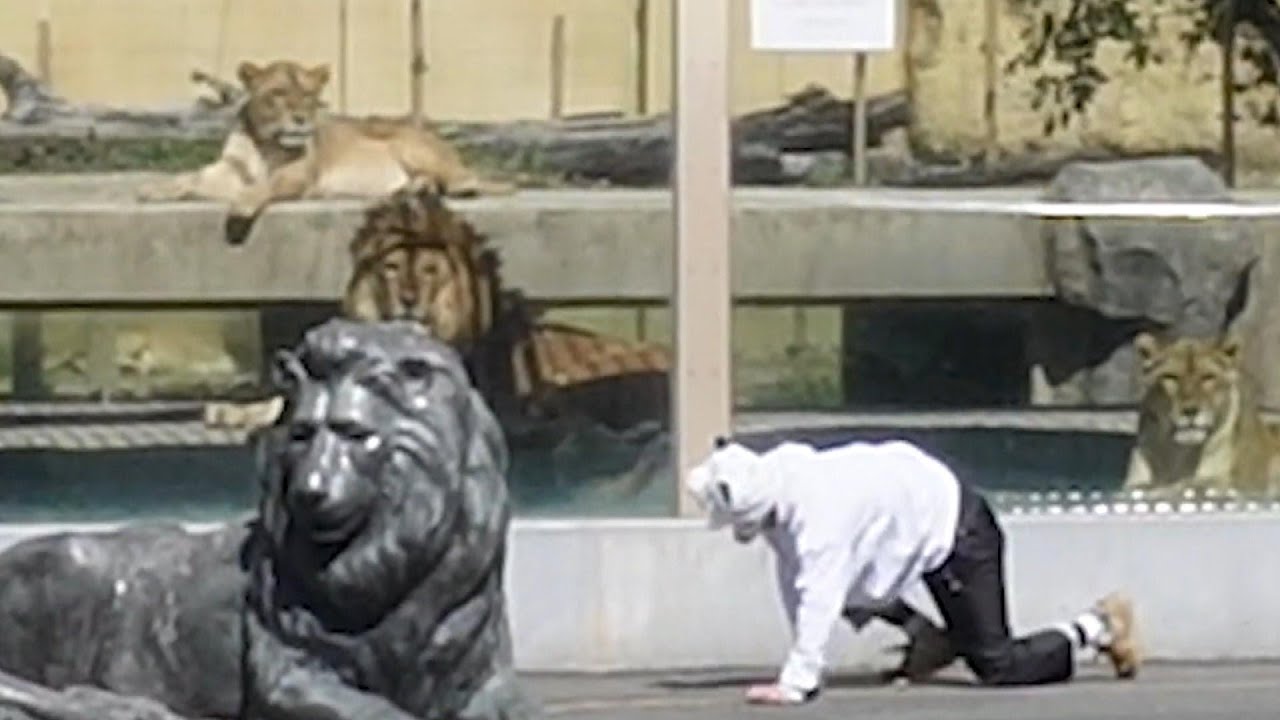 Zookeeper Dressed as Tiger Simulates Animal Escape - YouTube
