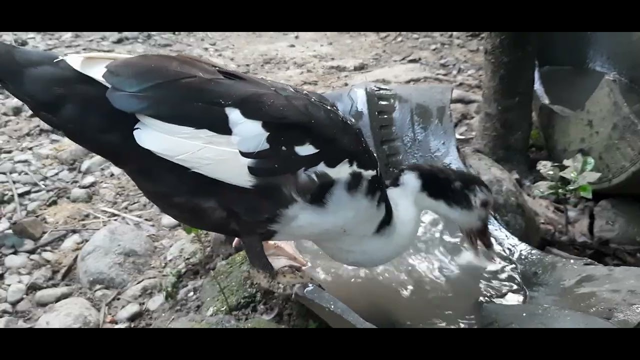 DAY 167, 5 SEKON EACH DUCKS.. - YouTube