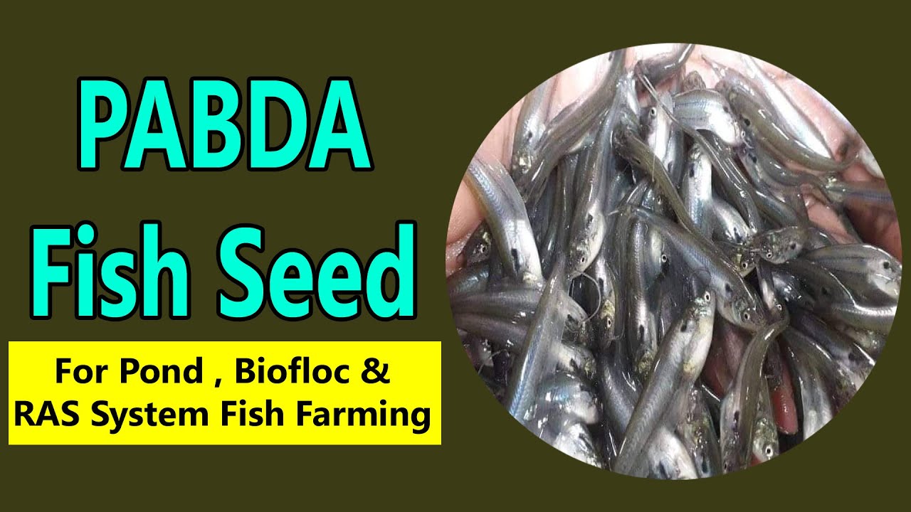 Quality Pabda Fish Seed Supply - Live Pabda Fish Seeds sale at very low ...