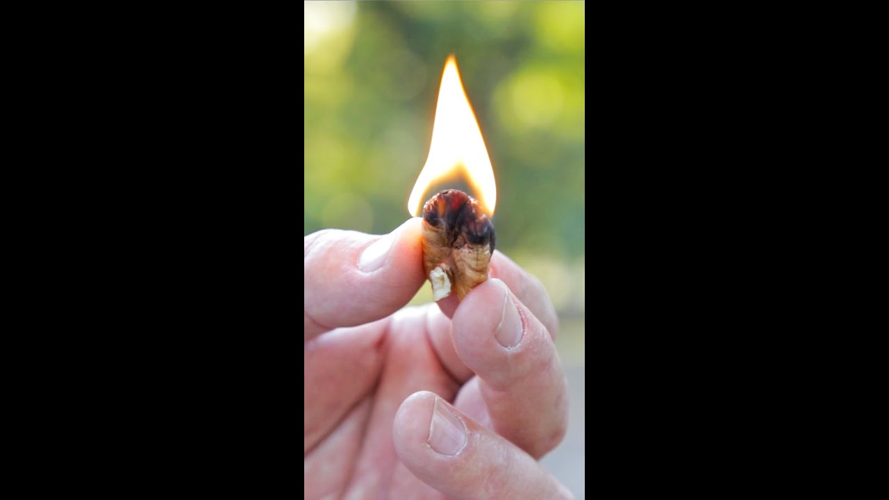 This is what happens when you set fire to a pecan #shorts - YouTube