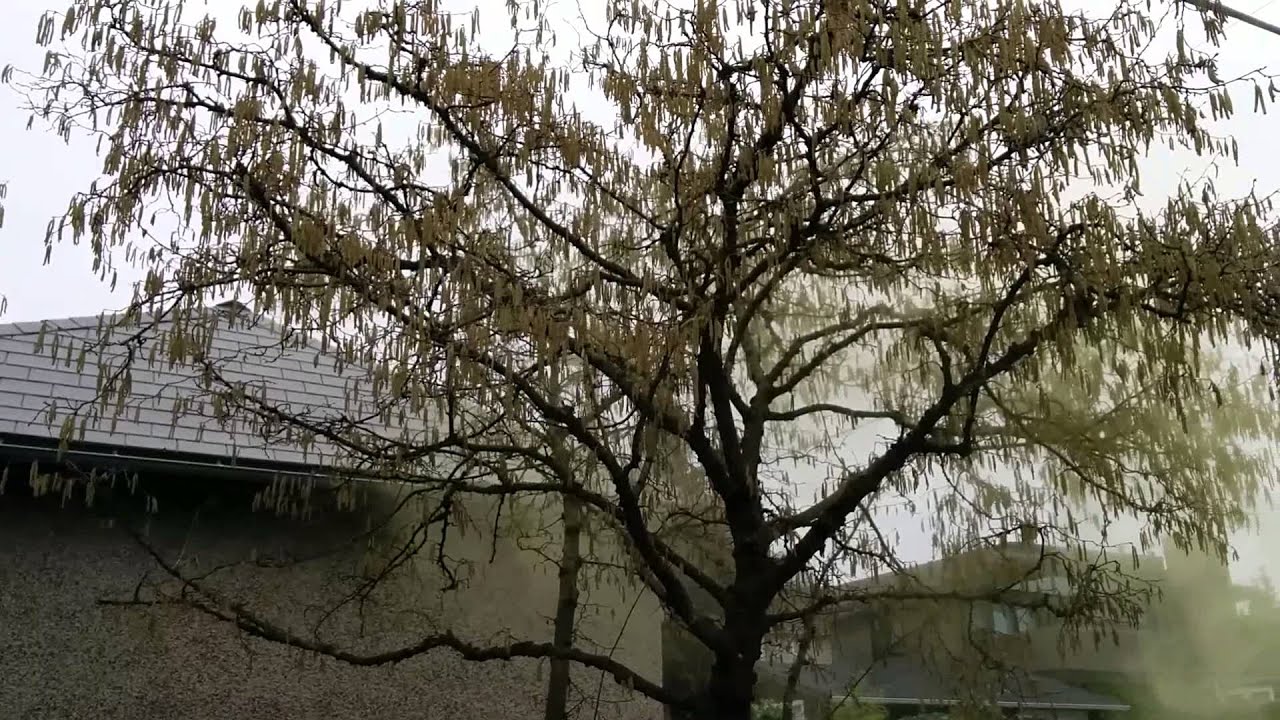 Pollen - Shake it off. - YouTube