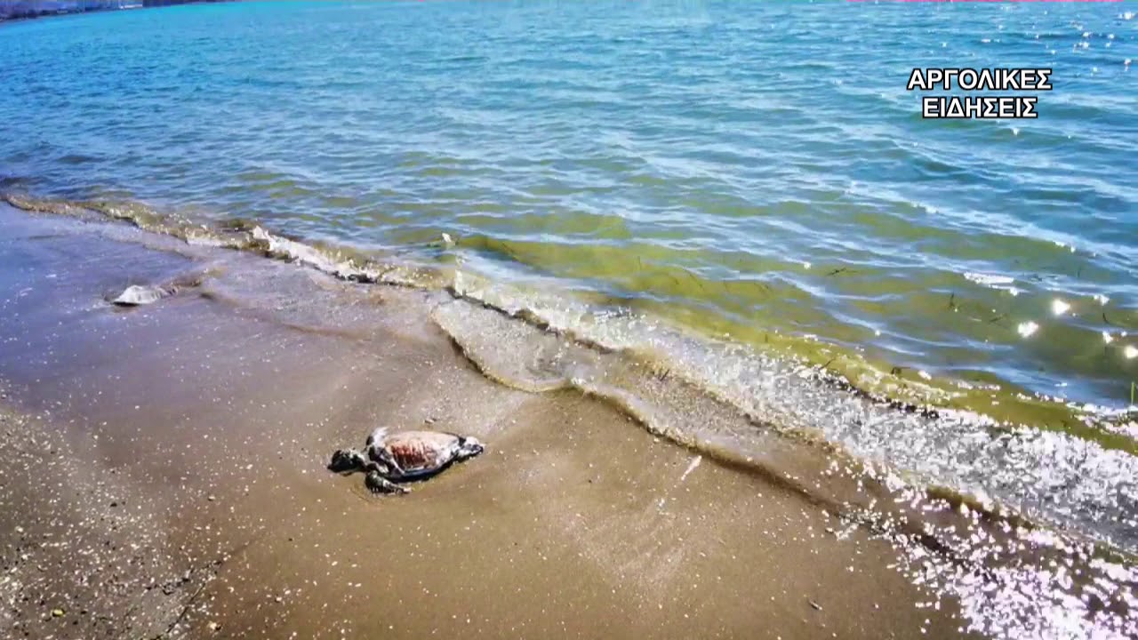 ΝΕΚΡΗ ΧΕΛΩΝΑ ΚΑΡΕΤΑ ΚΑΡΕΤΑ ΣΤΗΝ ΑΡΓΟΛΙΔΑ 1/10/2019 - YouTube