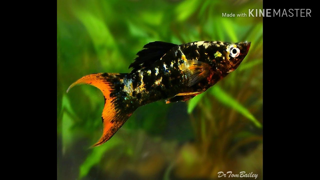 Rare colour of moly fishes - YouTube