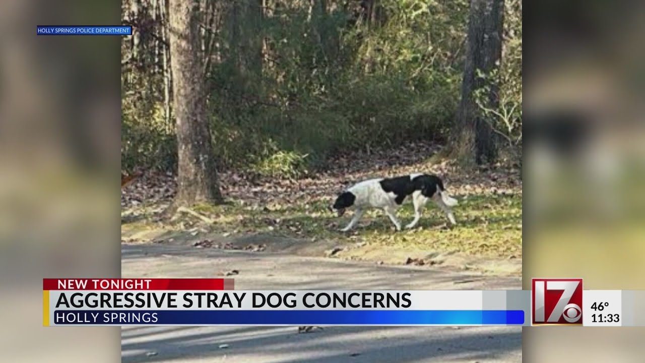 Neighbors speak about Holly Springs ‘aggressive’ dog report - YouTube