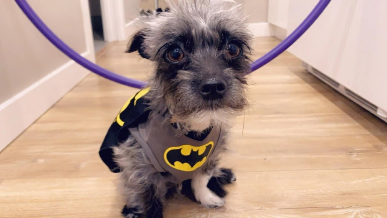 Teaching My Dog Hurley To Jump Through A Hula Hoop!!! - YouTube