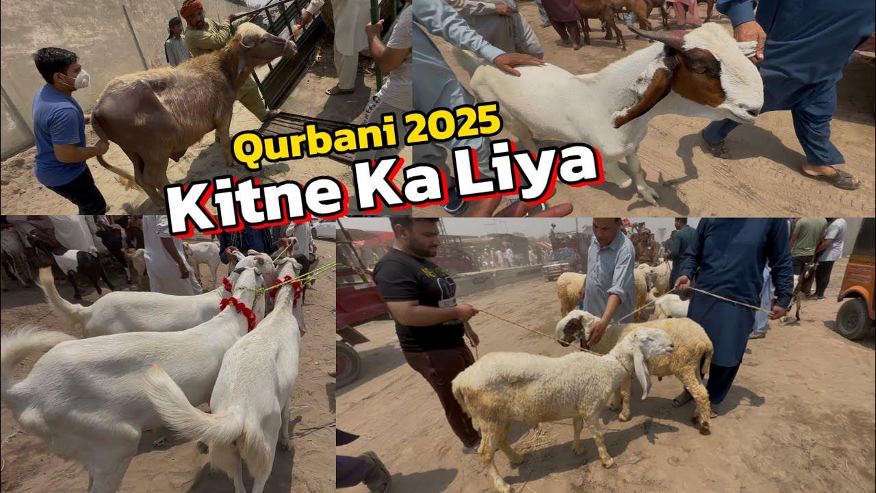 Kitne Ka liya qurbani Ka Janwar 2025 | desi Bakre | desi chatre | Lahore Bakra Mandi shapur ...