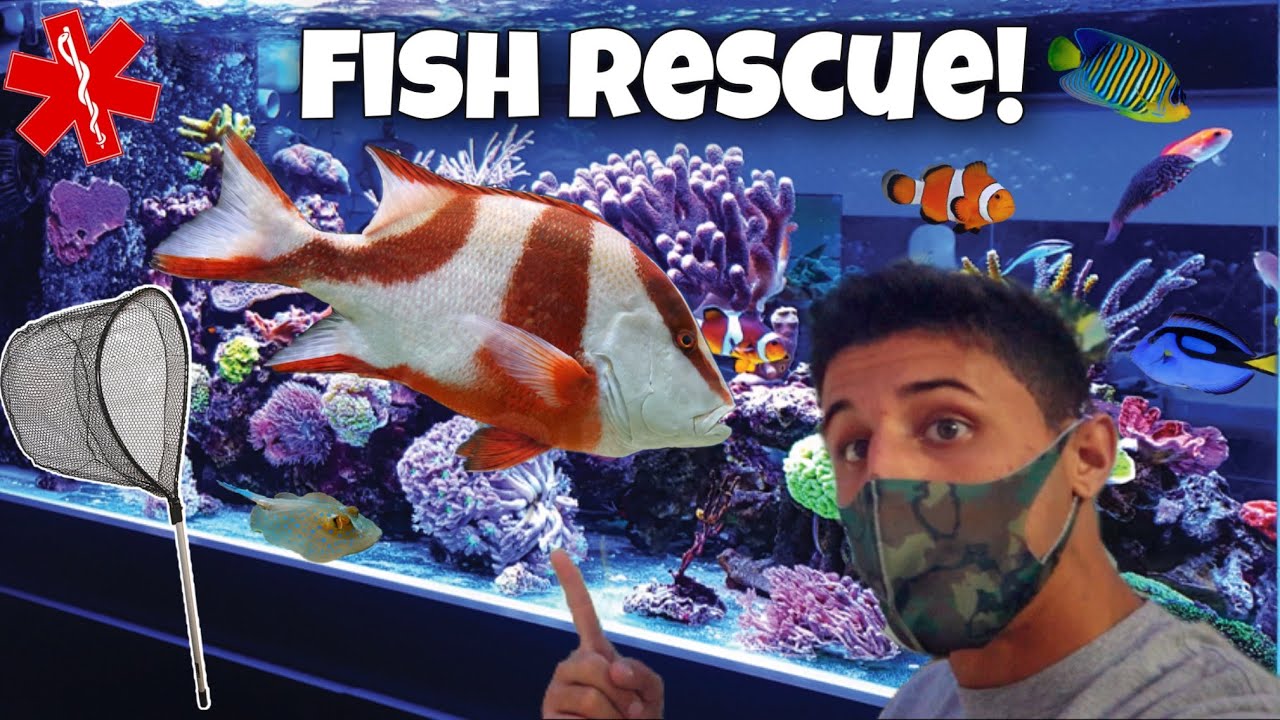 RESCUING MASSIVE SALTWATER FISH From OUTGROWN AQUARIUM!! - YouTube