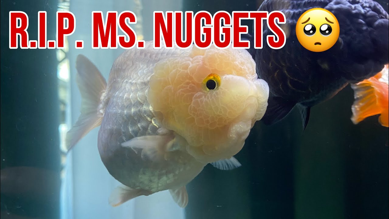 RIP MS NUGGETS 🥺 - YouTube
