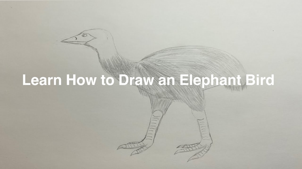 Learn How to Draw an Elephant Bird| "Plus Little Few Fun Facts!" - YouTube