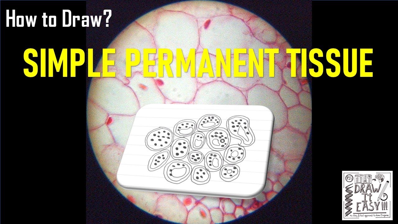 How to Draw Simple Permanent Tissue | Class 10 | Class 11 | Exam Guide ...