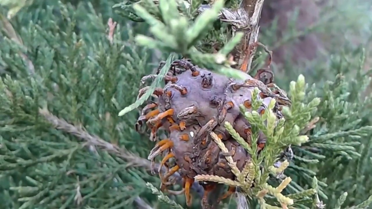 Cedar-Apple Rust On An Eastern Red Cedar - YouTube