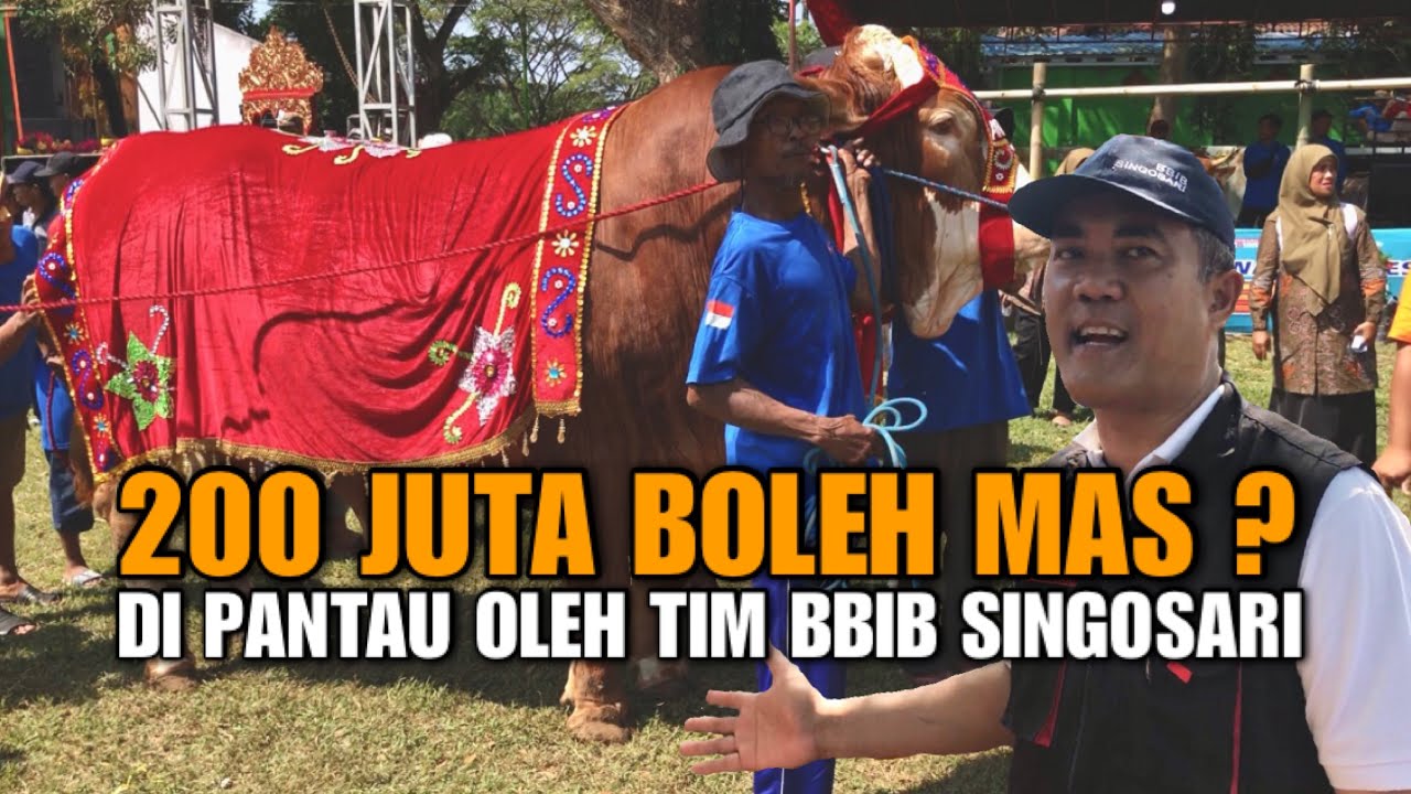 VIRAL ️JUARA 1 Sapi Terbesar Kontes Banyuwangi di Angkut 200 Juta oleh ...