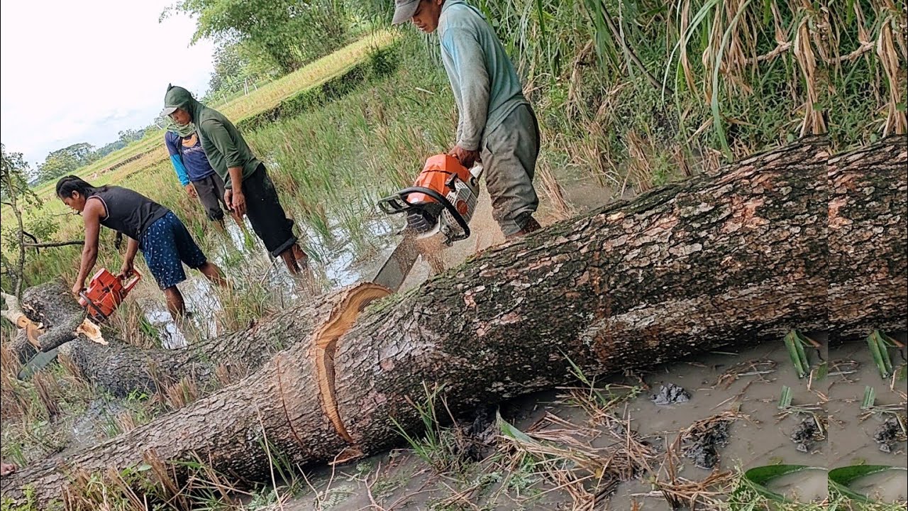 Tough cut... Cut 2 trees in paddy field, Stihl ms 881 and Husqvarna ...