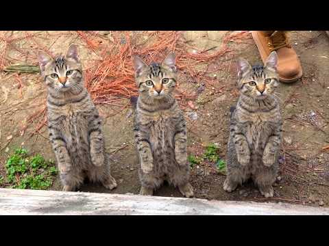 Yerinde Duramayan Yavru Kedilerin Birbiriyle Kovalamaca Oynayıp Zıpladığı Sevimli Anlar 🐾🐱