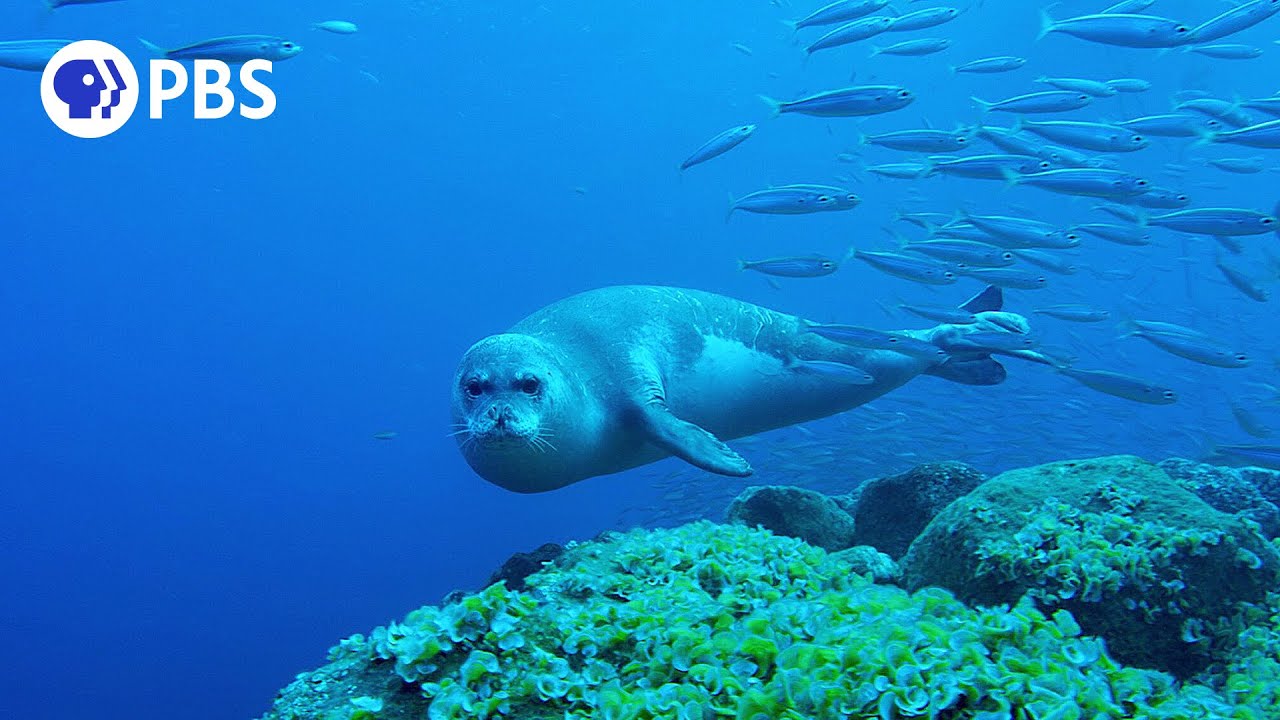 Monk Seals on the Brink of Extinction - YouTube