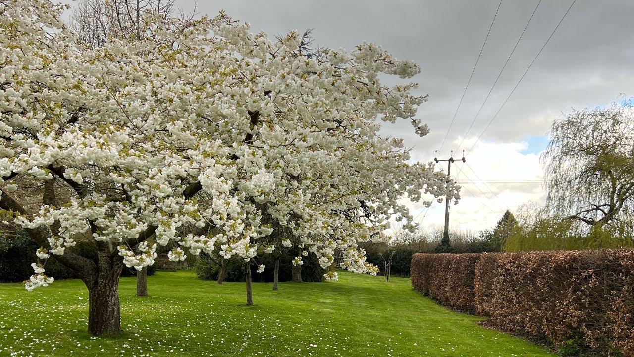 Such a BEAUTIFUL tree! 😍 Prunus Tai-haku, The Great White Cherry! How ...