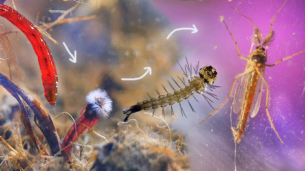 How a Bloodworm Turns Into a Mosquito... - YouTube