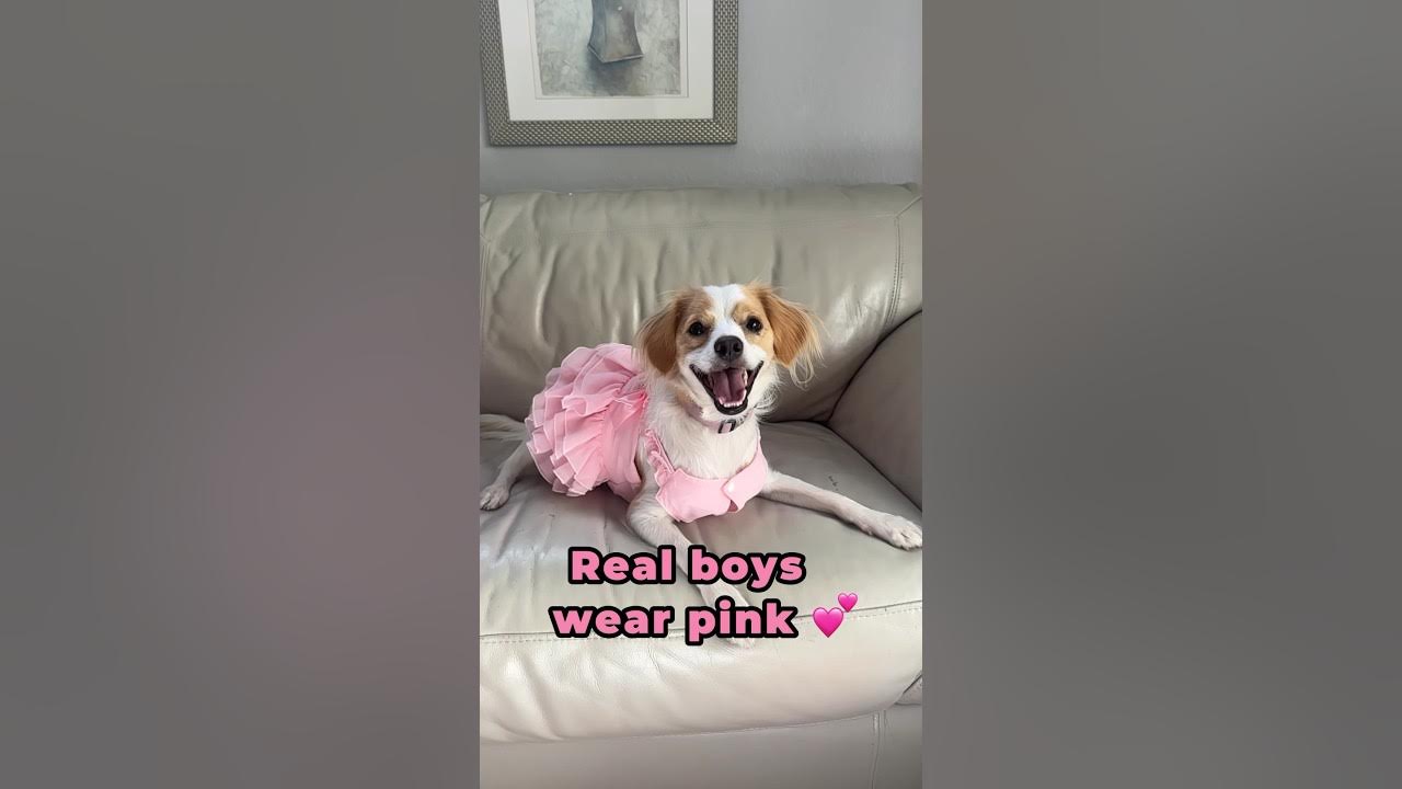 Pink is for everyone 💕 #puppy #cuteanimals #cutedog #dogshorts #pets # ...