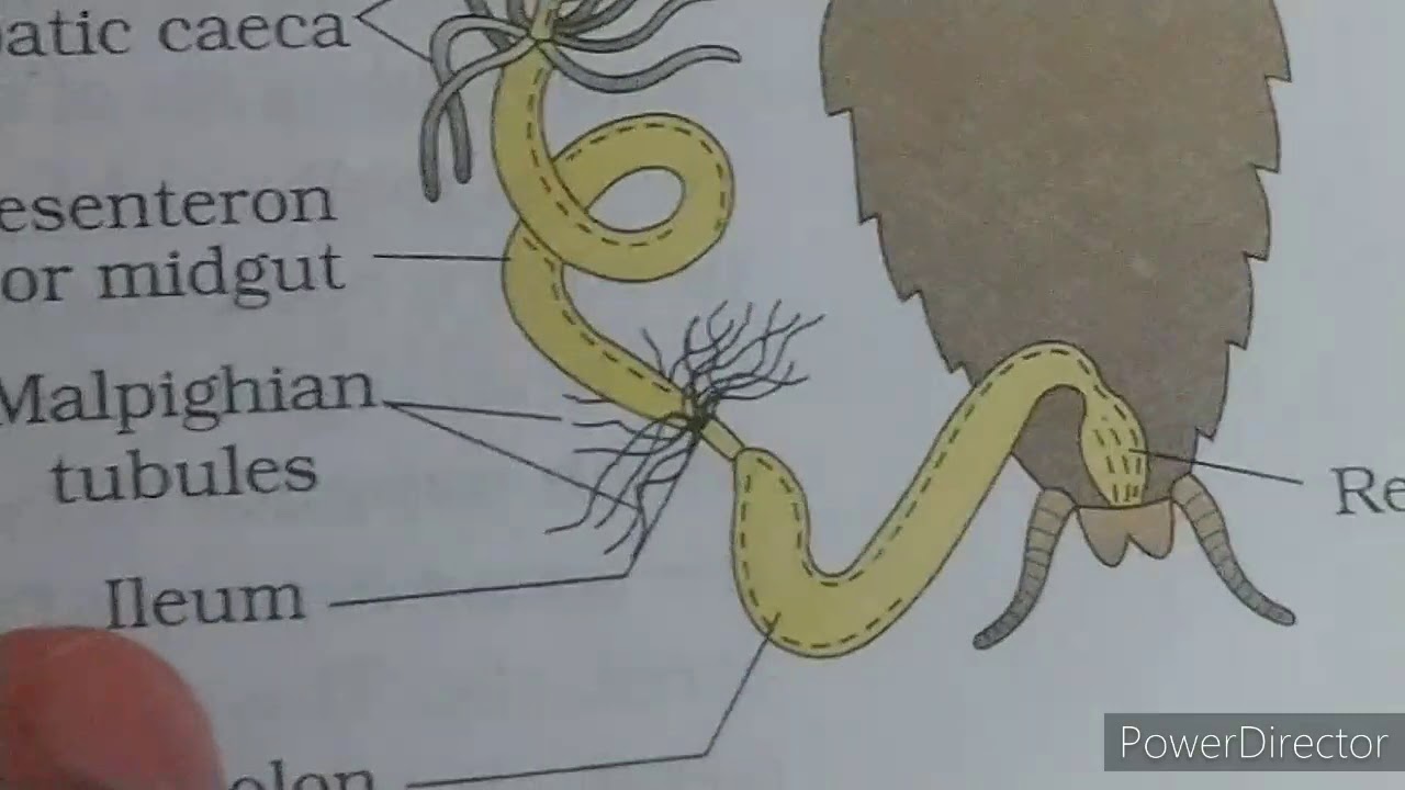 class 11th Digestive and Circulatory system of Cockroach 15 06 2020 ...
