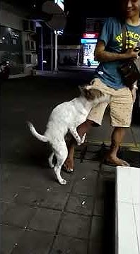 Anjing yg kebanyakan nonton bokep..hahahahaw - YouTube