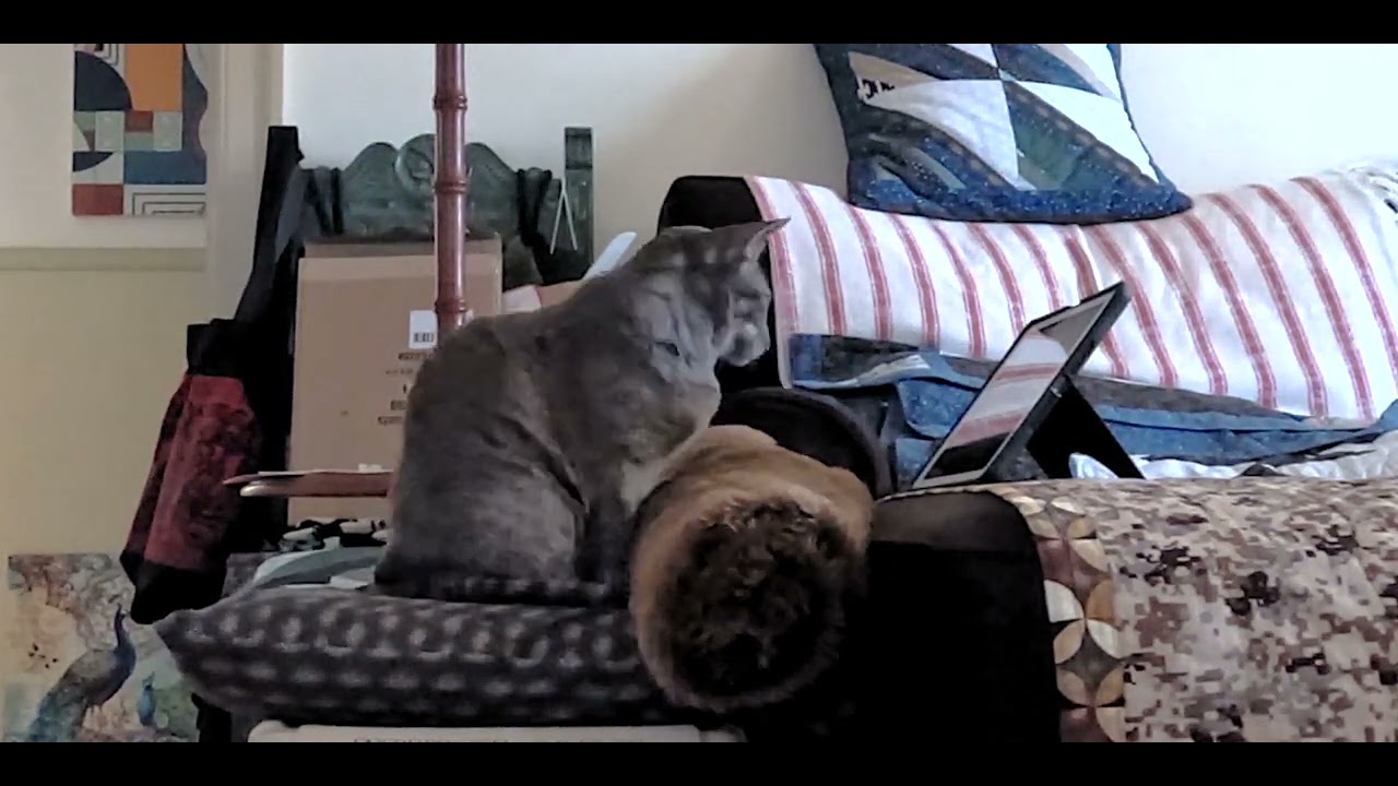 Cat Time Lapse - YouTube