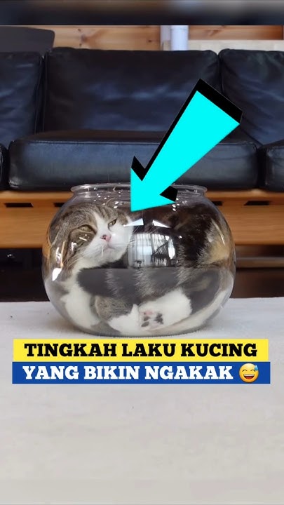 Tingkah laku kucing yang bikin lucu #infosatwa - YouTube