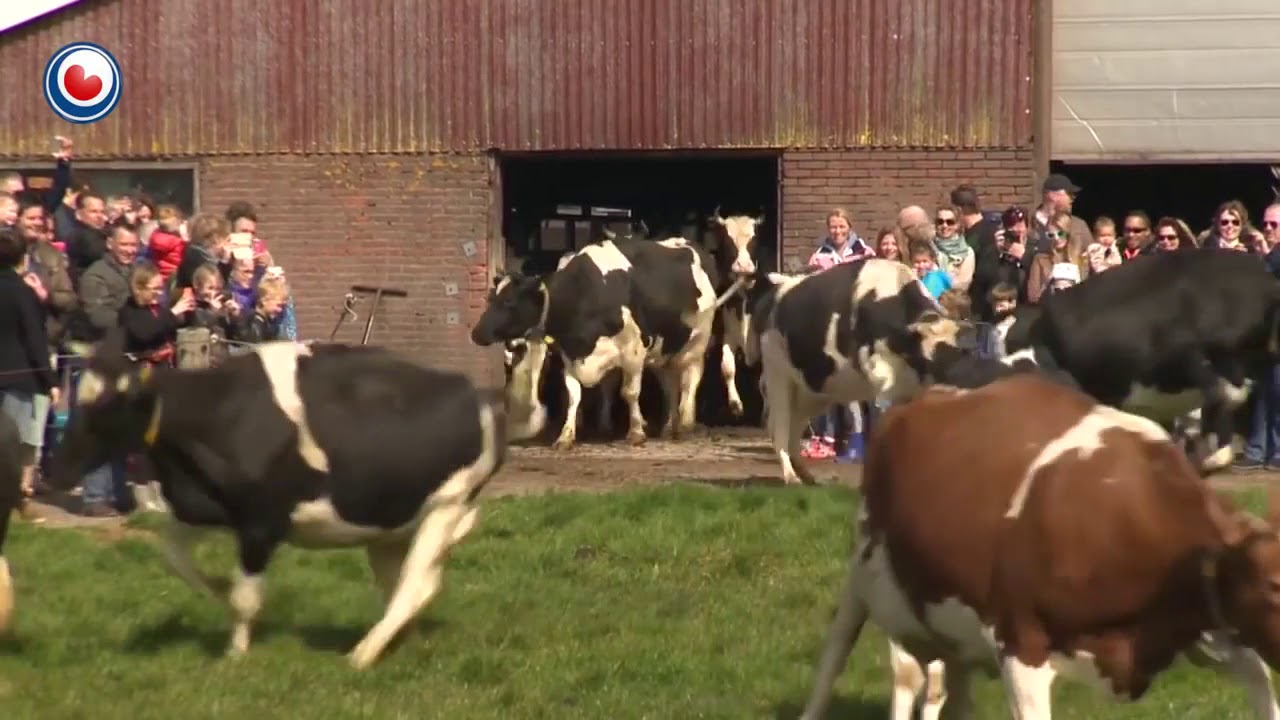 Cows Are Kept Inside Barn For 6 Months, Captured Footage When Set Free ...