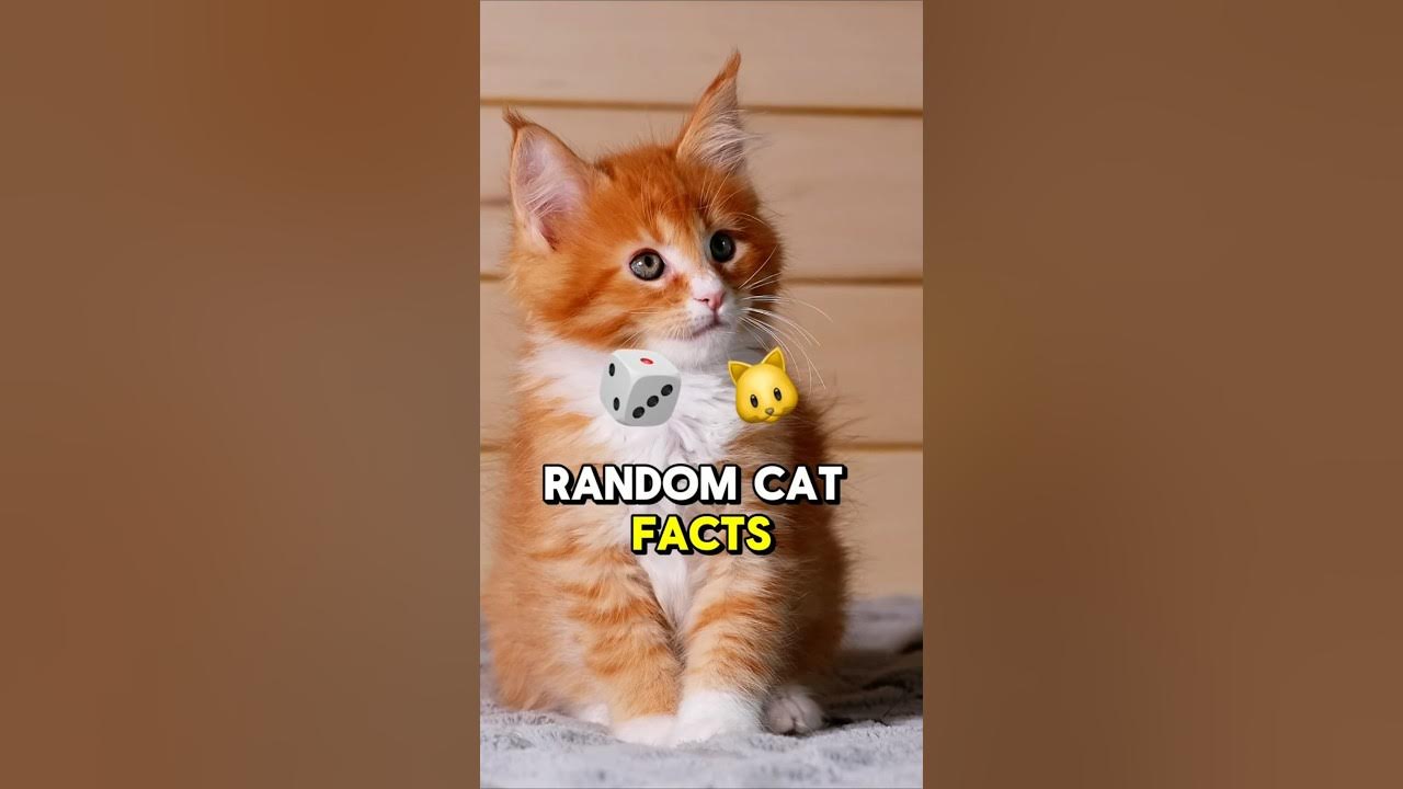 Random Cat Facts You Didn't Know 6 #cats #facts #shorts - YouTube