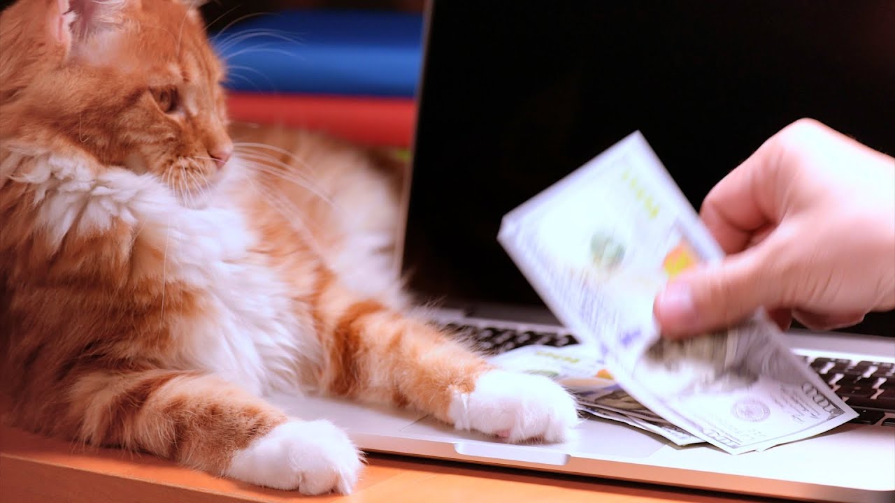Why Are Cats Excellent Pets? - YouTube
