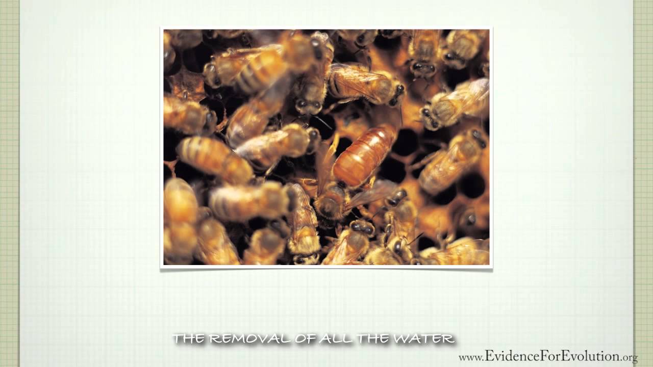Honey Bee - Evidence for Evolution.org - YouTube