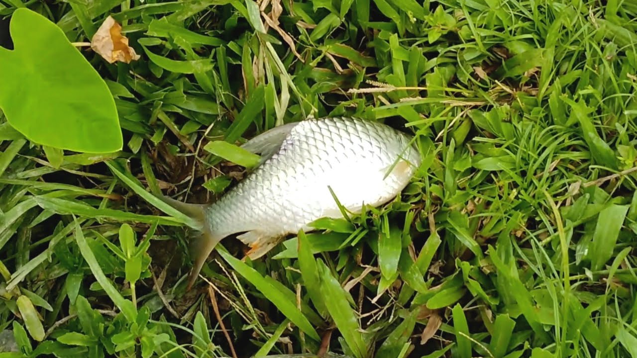 puti fish catching (Part-17) - YouTube