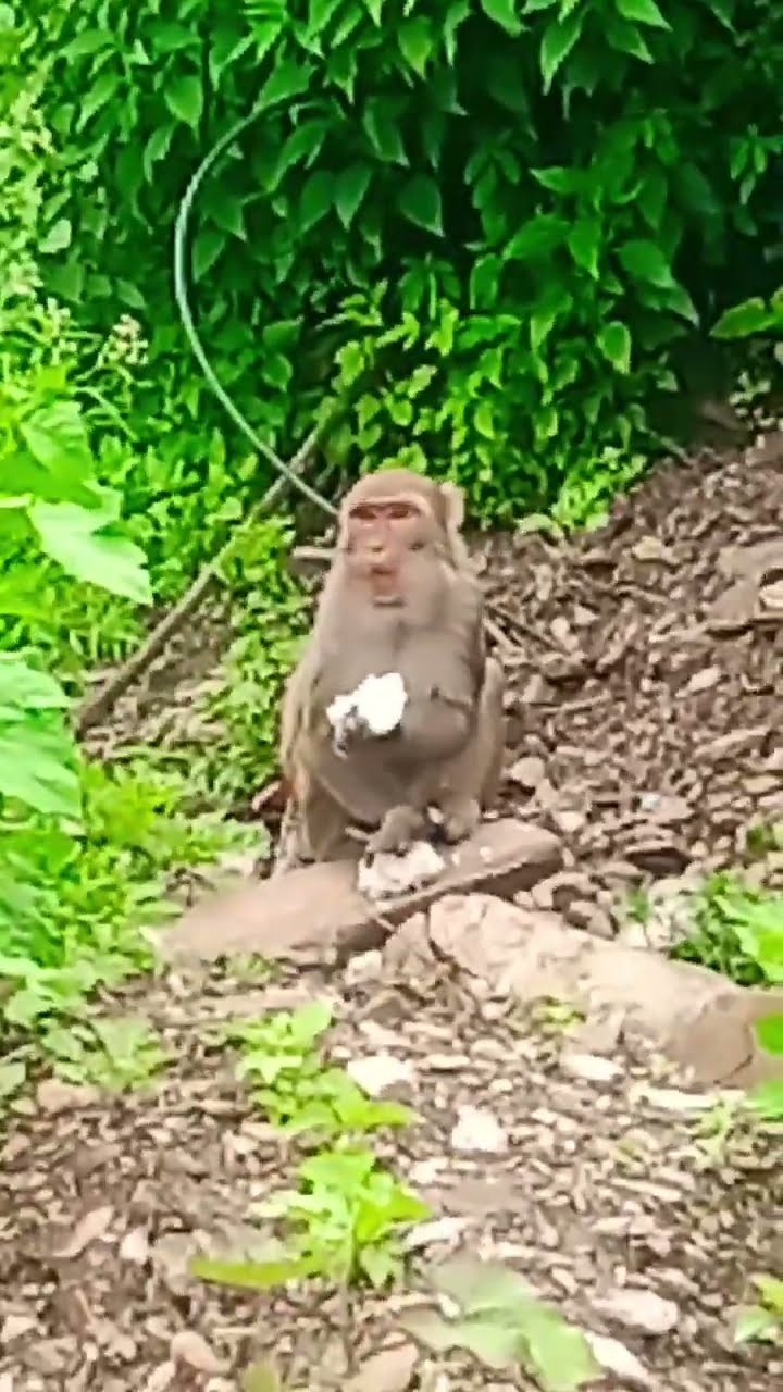 bezubaan animal life style #shortvideo #viralvidio thanks 🙏 - YouTube