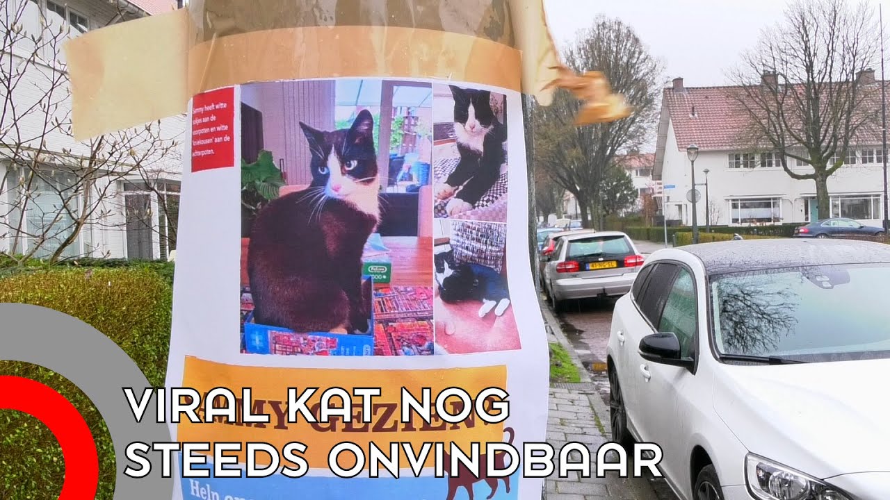 Vemiste kat Sammy nog steeds onvindbaar - YouTube