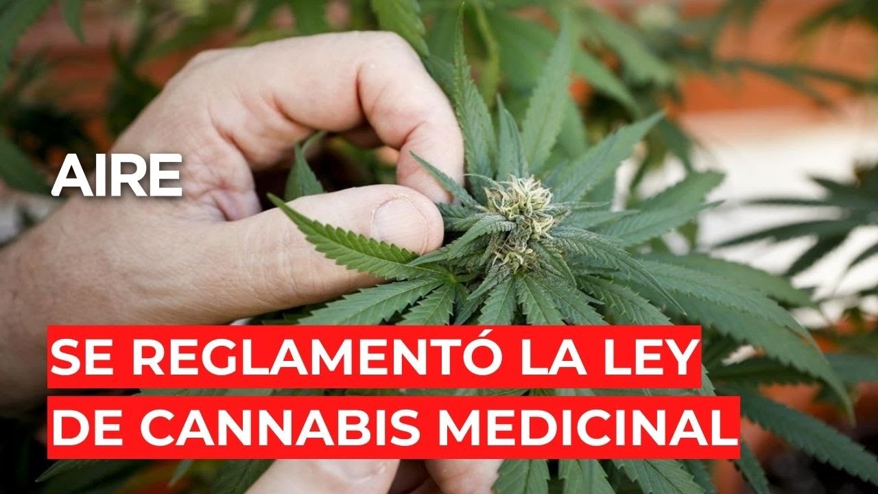 ☘️ El Gobierno Reglamento La Ley Del Cannabis Medicinal ☘️ Youtube