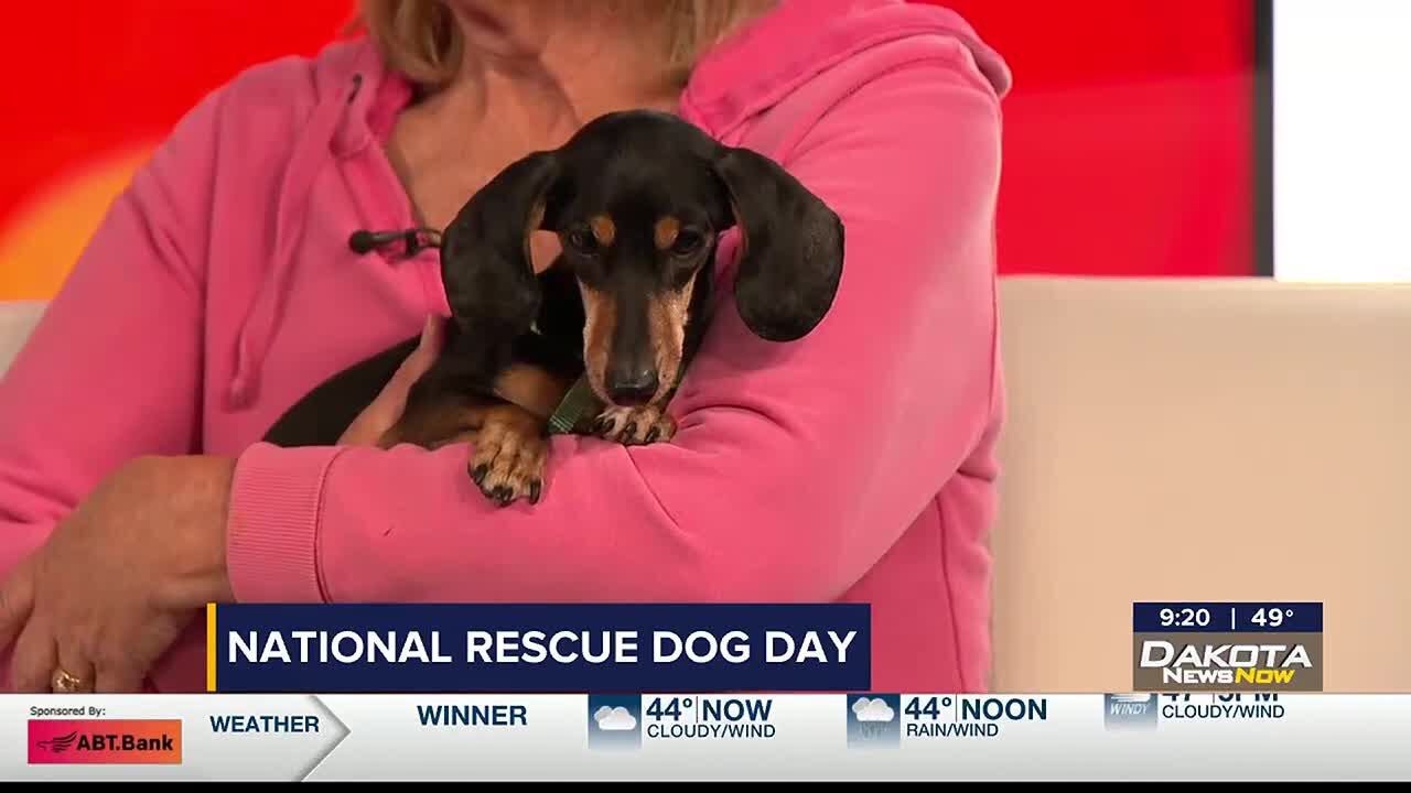 National Rescue Dog Day is May 20 - YouTube