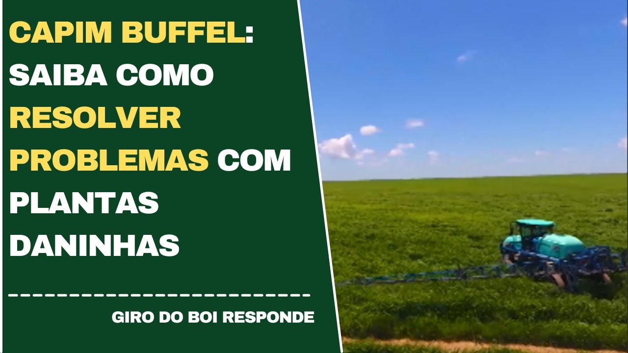 CAPIM BUFFEL: SAIBA COMO RESOLVER PROBLEMAS COM PLANTAS DANINHAS - YouTube