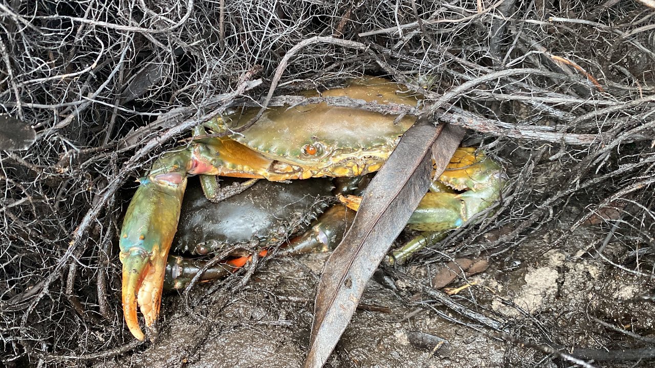 Fishing Crab Giant Mud Crab Catch Crab After Low Tide In Mangrove ...