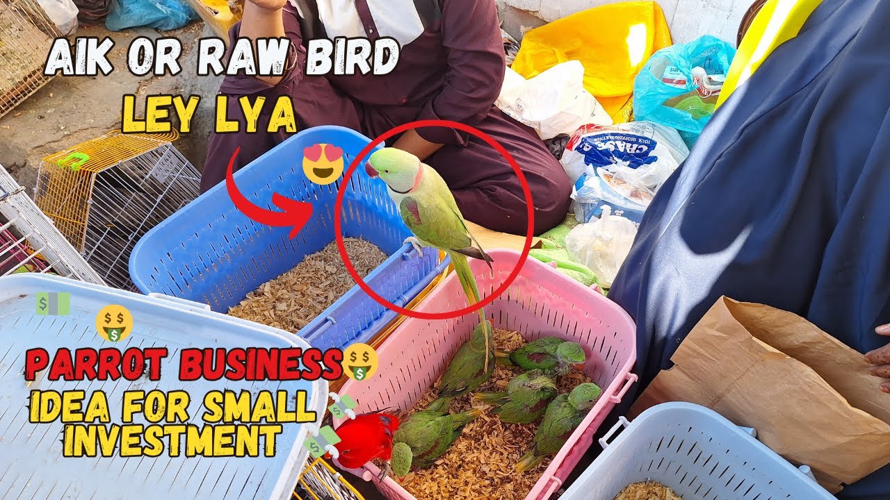 Finally Aik or Raw Bird Buy Kr Lya 🐥 ️ 🐣 | Small Scale Poultry Business ...