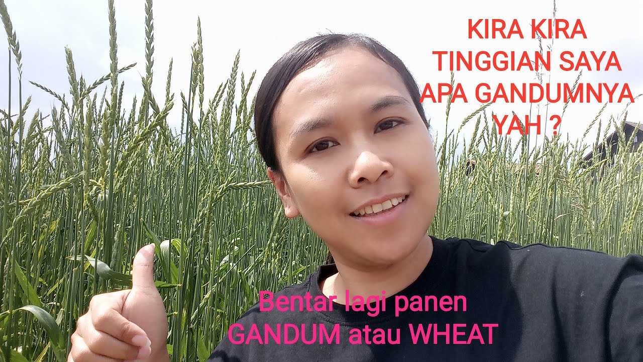 SEBERAPA TINGGIKAH TANAMAN GANDUM ITU ? SEBENTAR LAGI PANEN GANDUM DI ...
