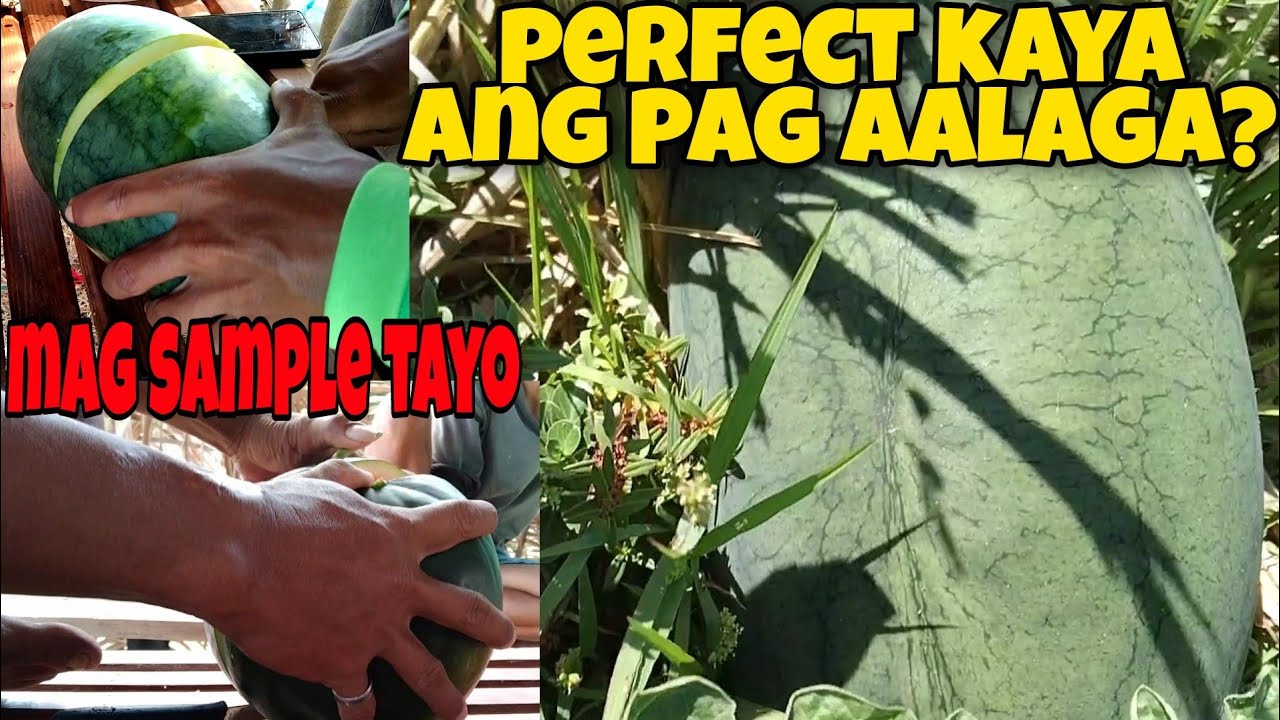 watermelon farm | PAGSAMPLE SA MGA BUNGA NG PAKWAN+NAGULAT KAME - YouTube