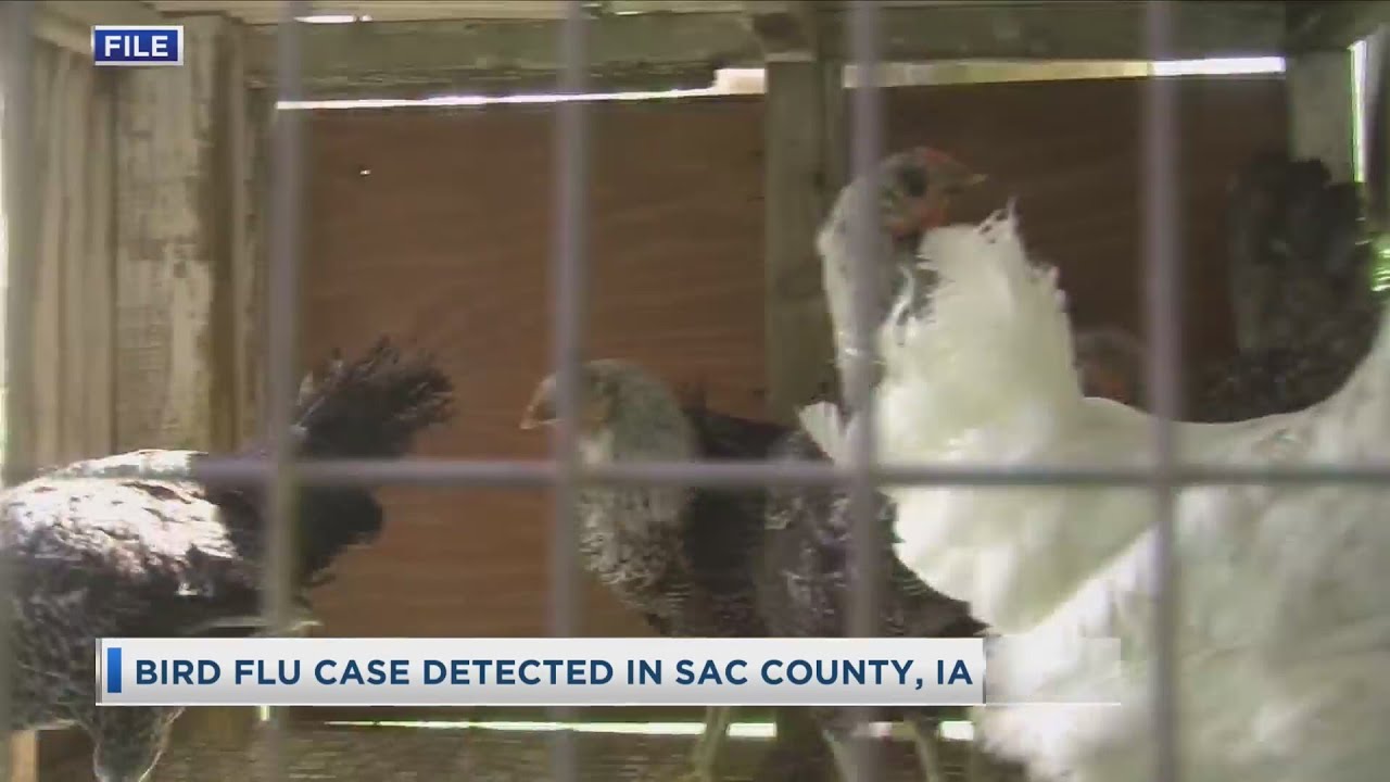 Bird Flu Case Detected In Sac County, IA - YouTube