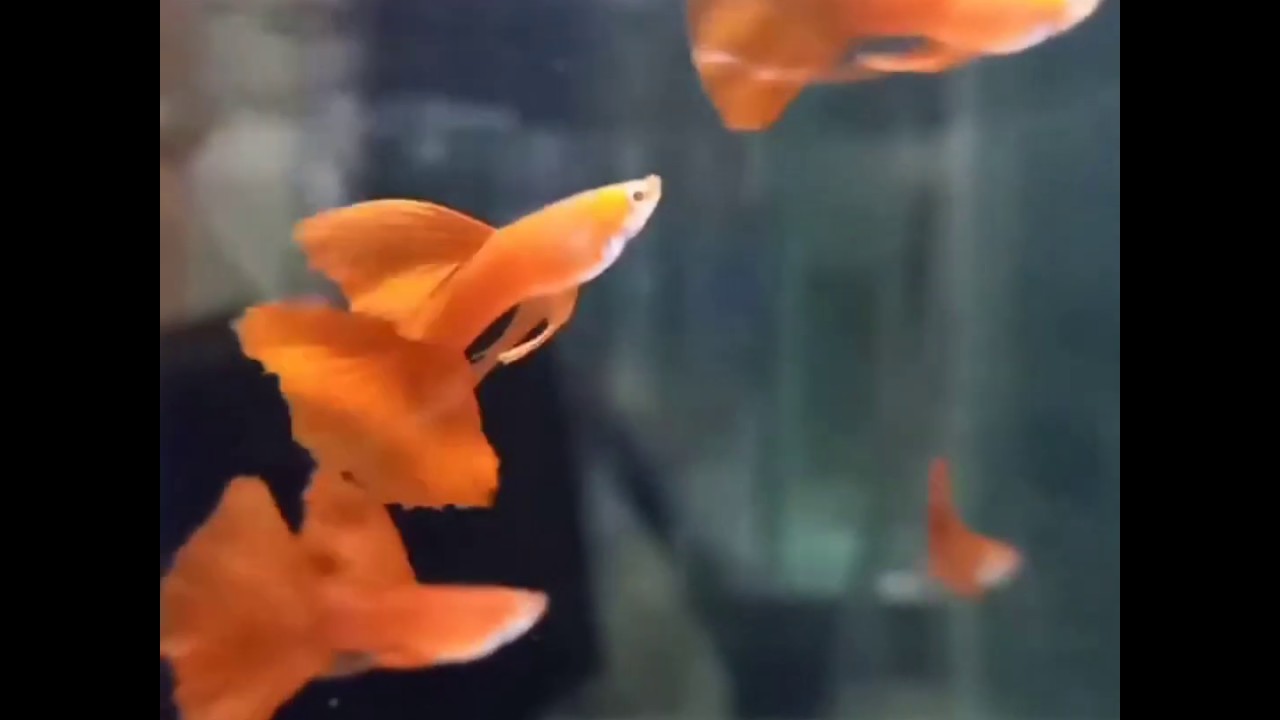 Albino Full Red Ribbon Guppy - YouTube