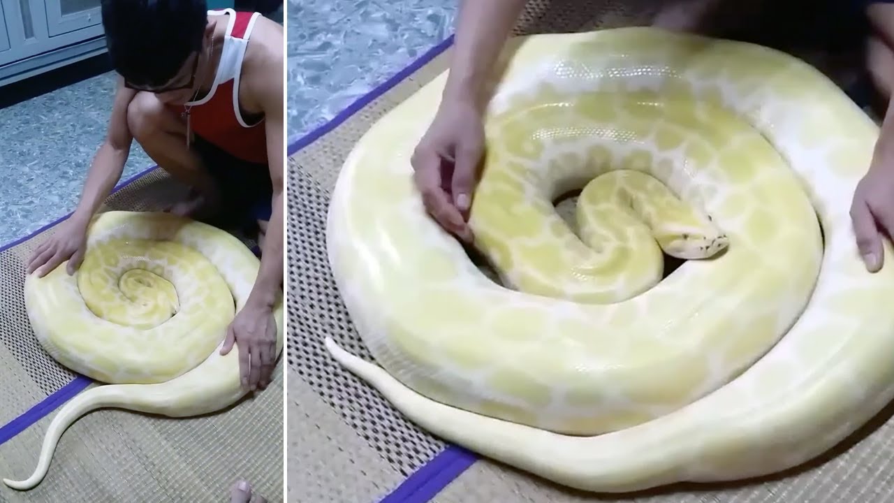 Large Albino Python Has To Be Woken Up - YouTube