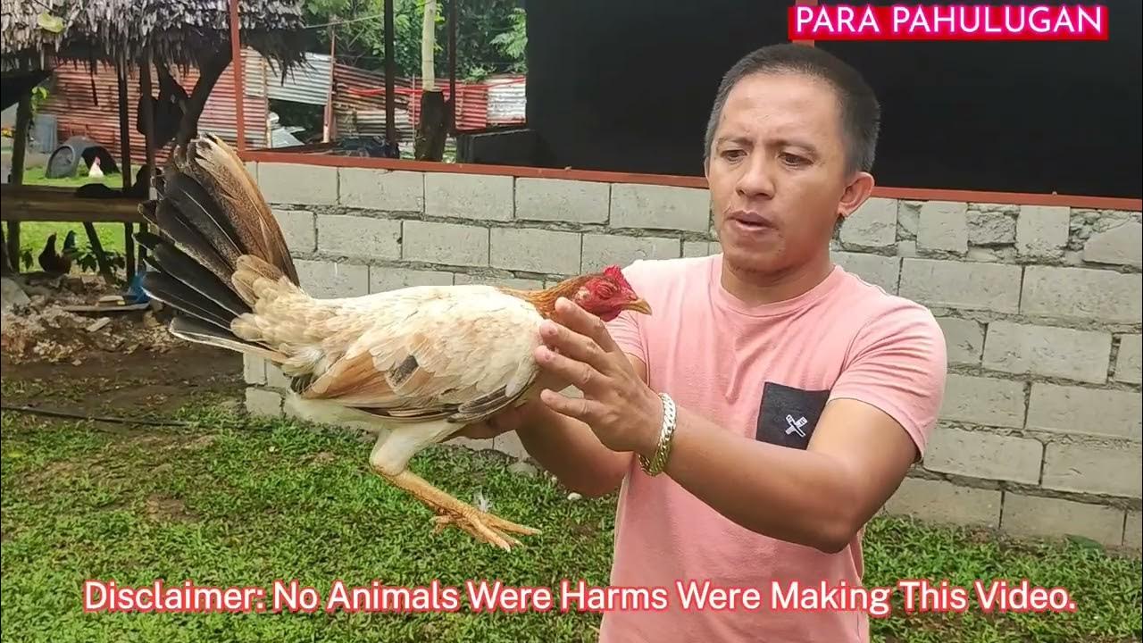 RED GAMEFARM, 5K SWEATER STRAIGHTCOM PARA SA PAHULUGAN - YouTube