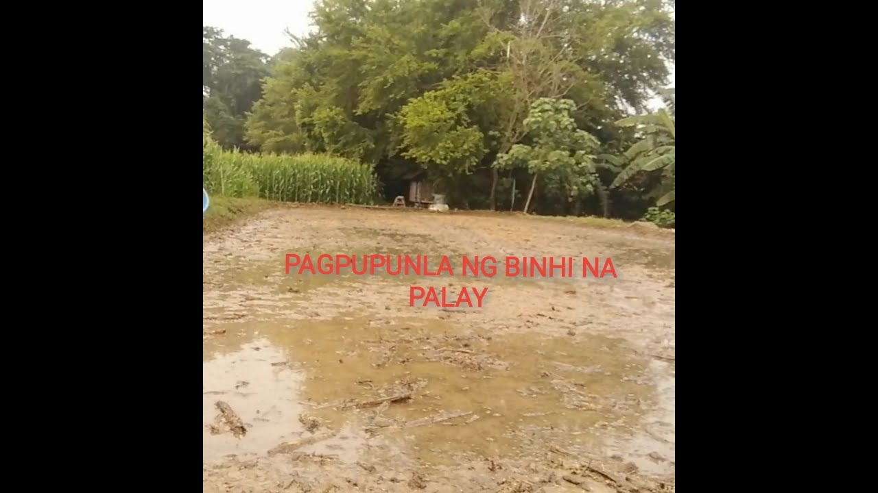 PAGPUPUNLA NG BINHING PALAY petal 20230522 110440 - YouTube
