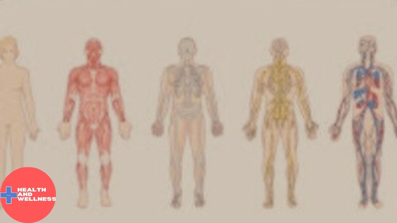 13 Systems in the Human Body - YouTube