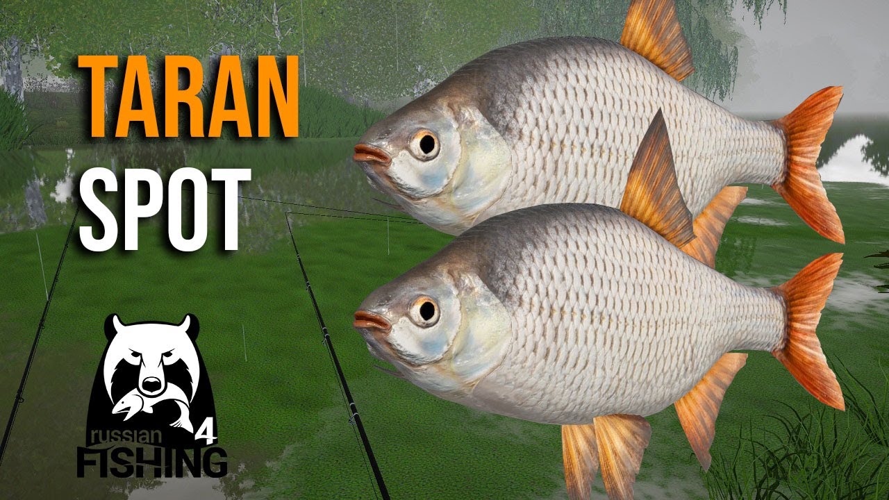 Taran Active Spot at Seversky Donets - Russian Fishing 4 #rf4 - YouTube