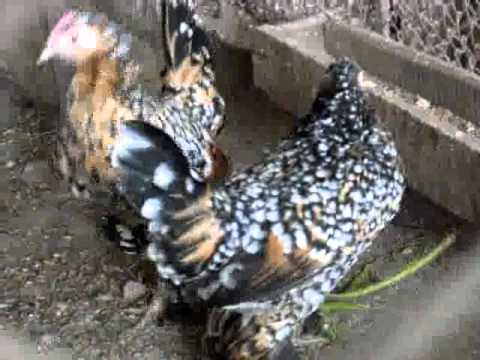 sabelpoot (dutch booted) bantam - YouTube