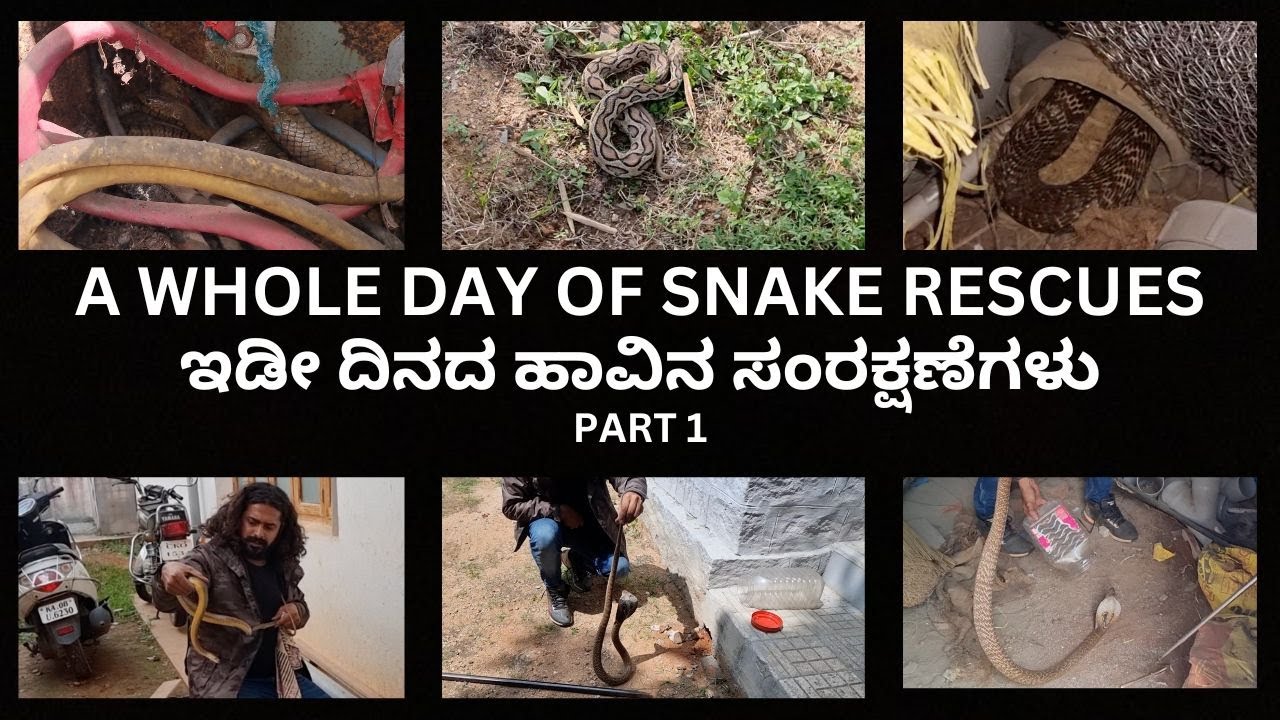 SNAKE RESCUE #49 (A whole day of snake rescues part 1) - YouTube